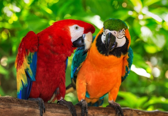 Ptaki - Dako Art Firma zoologiczna